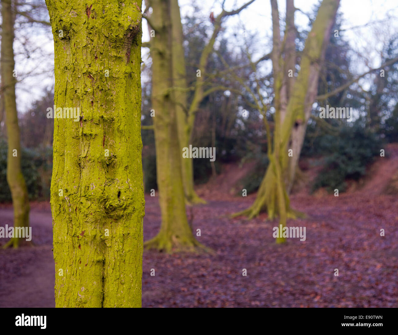 Close up of green mossy bark on tree Stock Photo - Alamy