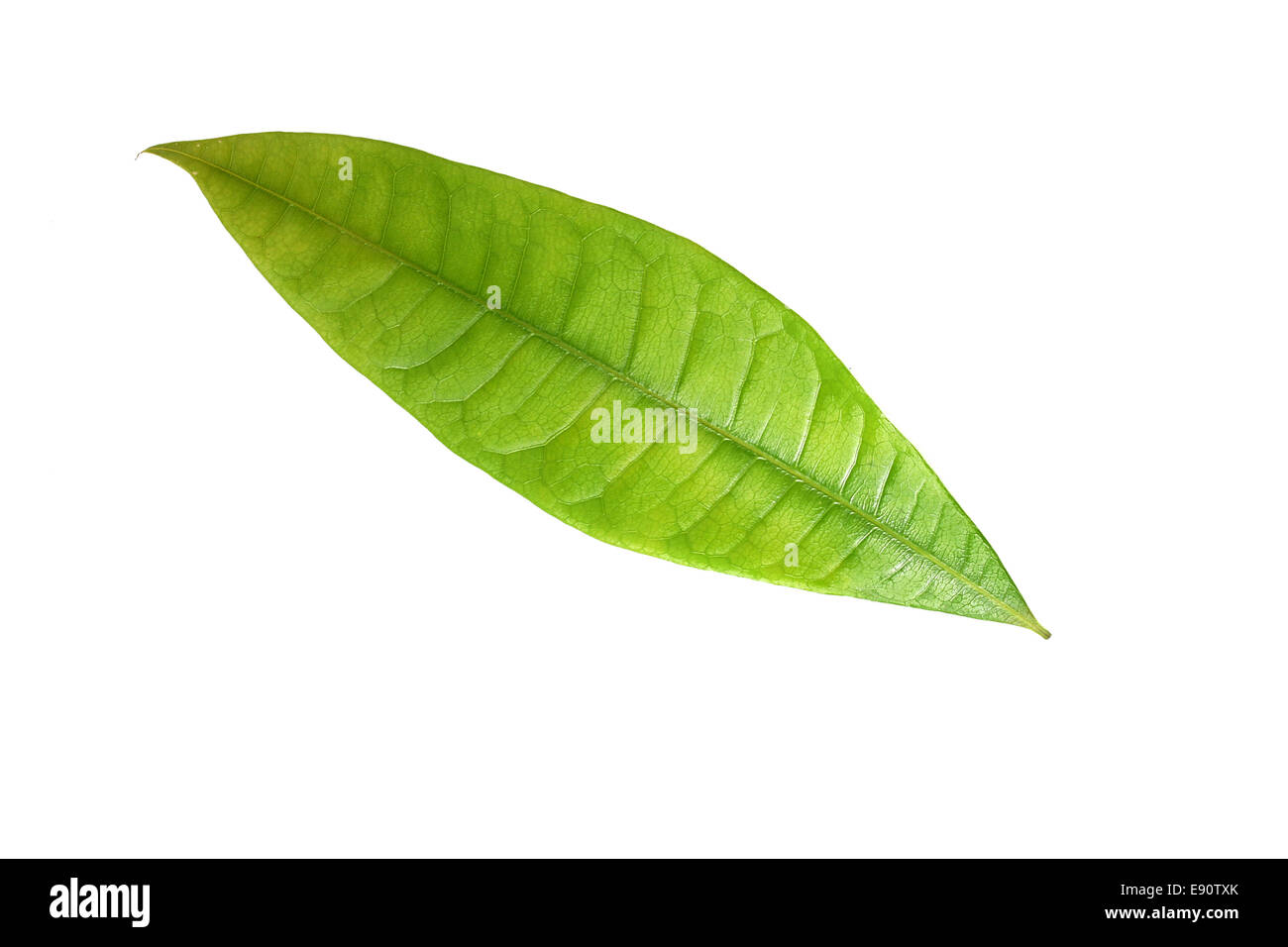 Green sheet hi-res stock photography and images - Alamy