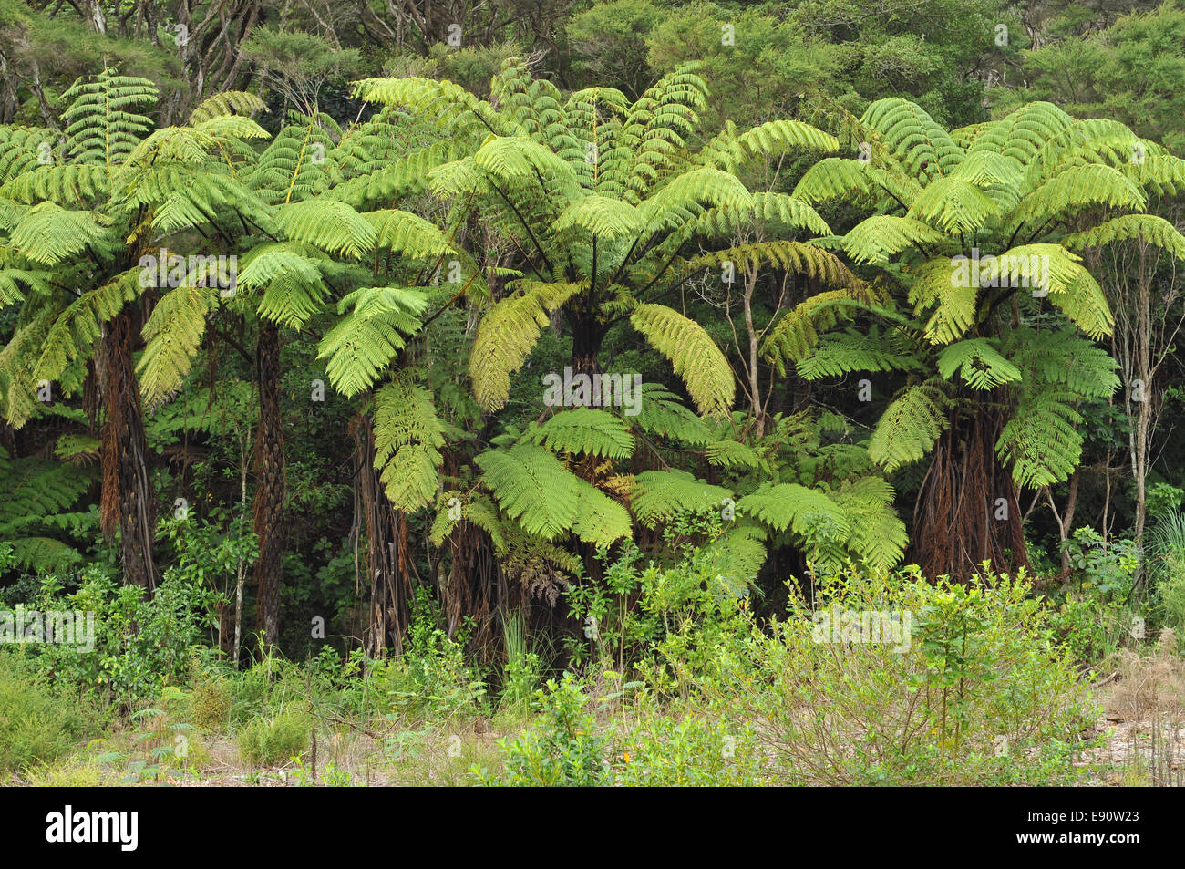 Dense giant fern bush Stock Photo - Alamy