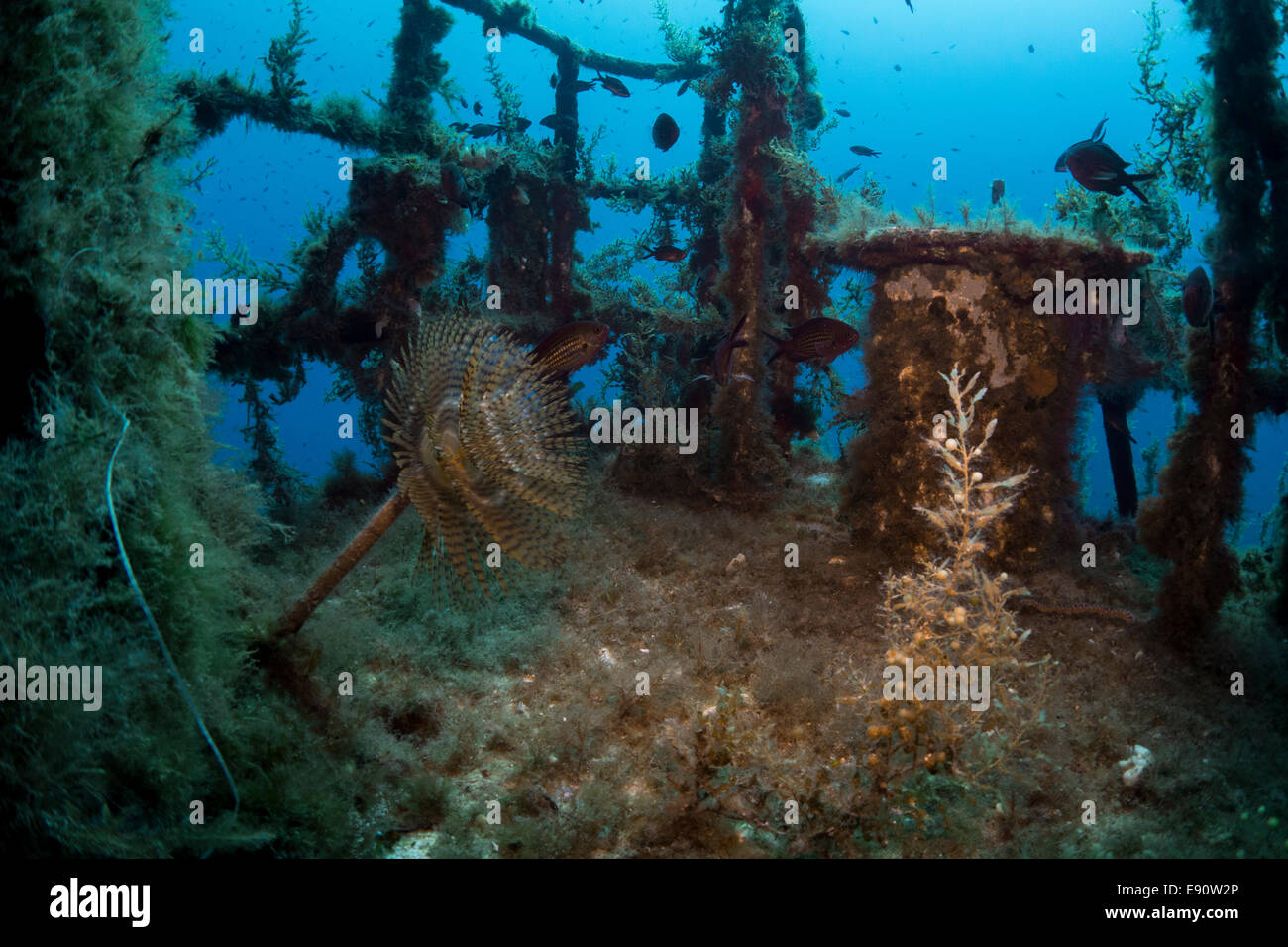 European Fan Worm, Sabella spallanzanii, at the P29 in Cirkewwa, Malta ...