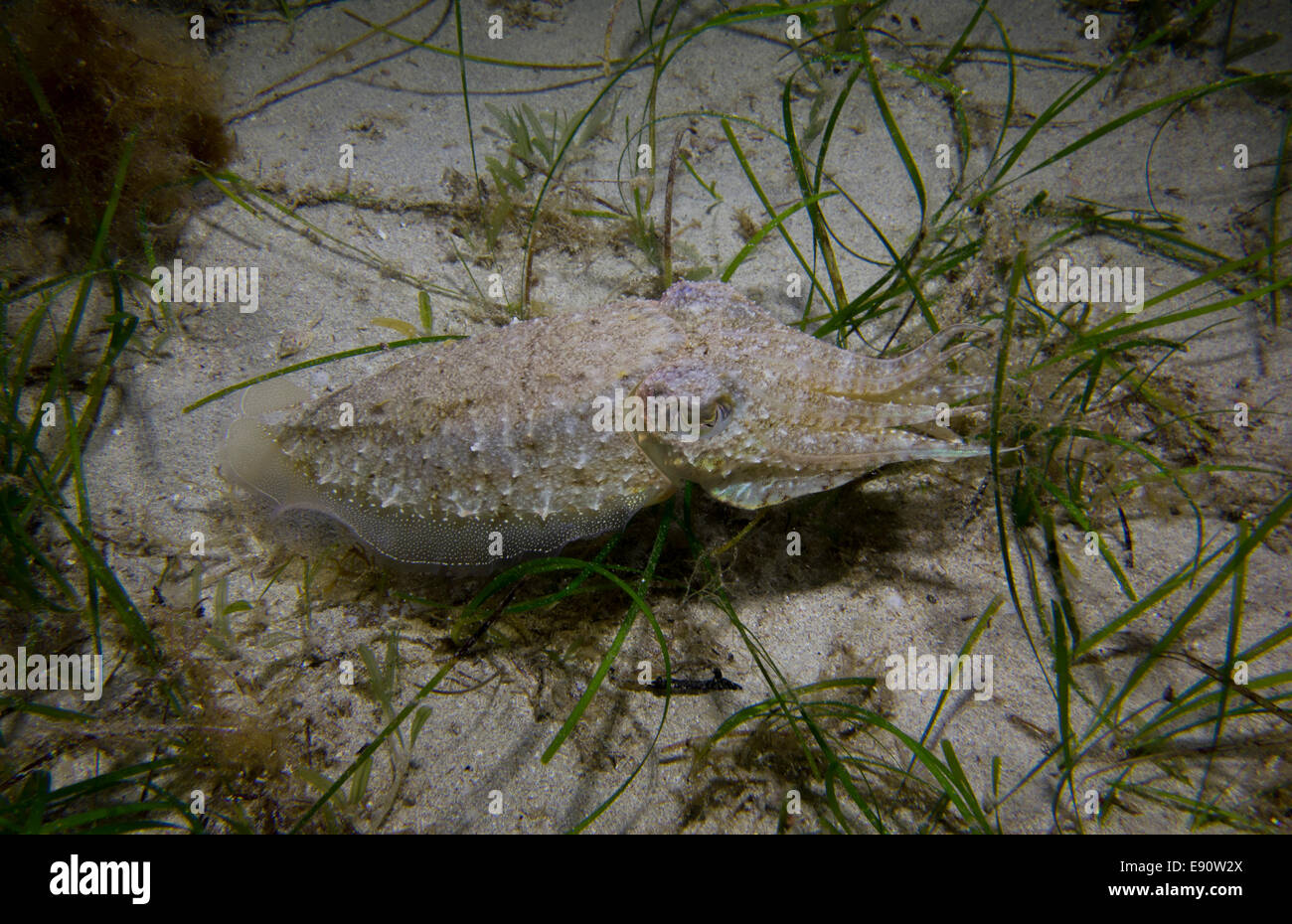 Common cuttlefish,Sepia officinalis, in the Mediterranean Sea in Malta ...