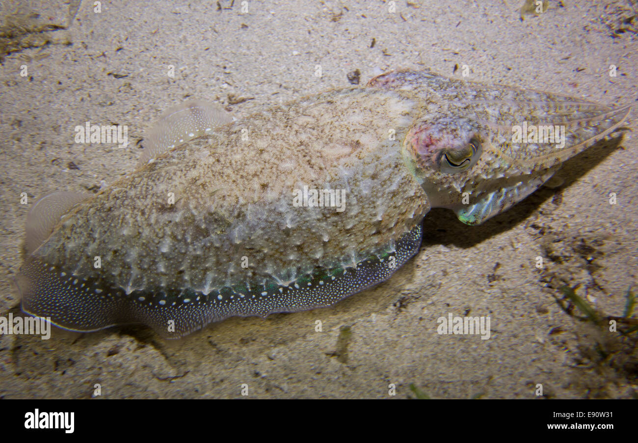 Yellow cuttlefish hi-res stock photography and images - Alamy
