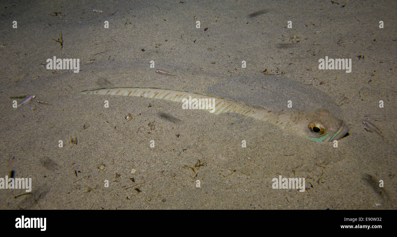 Weever trachinidae fish marine hi-res stock photography and images - Alamy