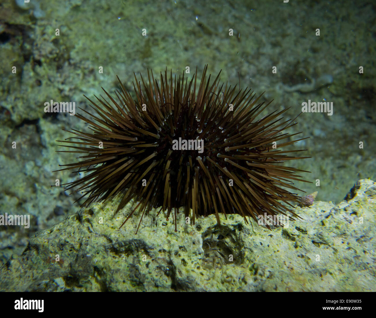 Rock sea urchin, Paracentrotus lividus, close-up from the Mediterranean ...