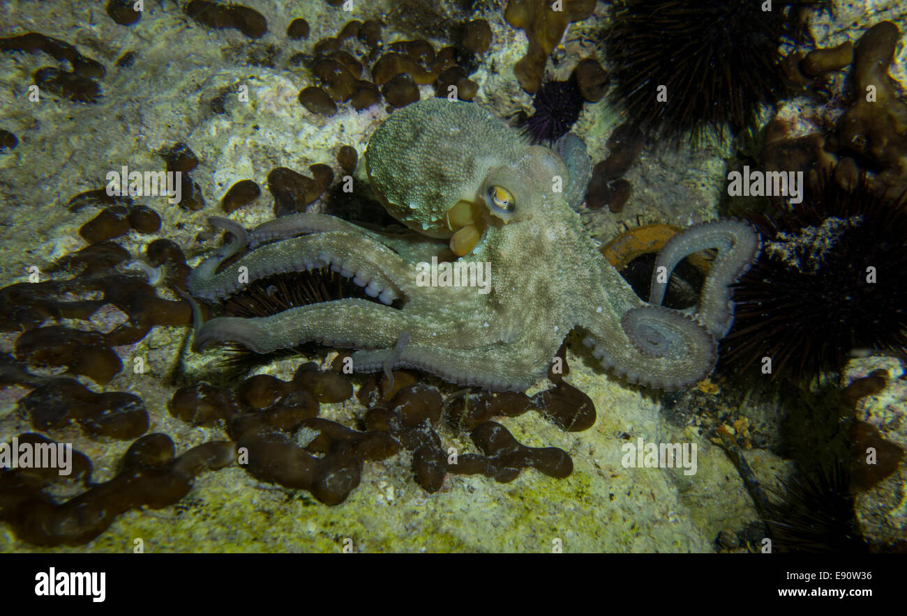 Octopus, Octopus vulgaris, close-up form the Mediterranean Sea. This ...