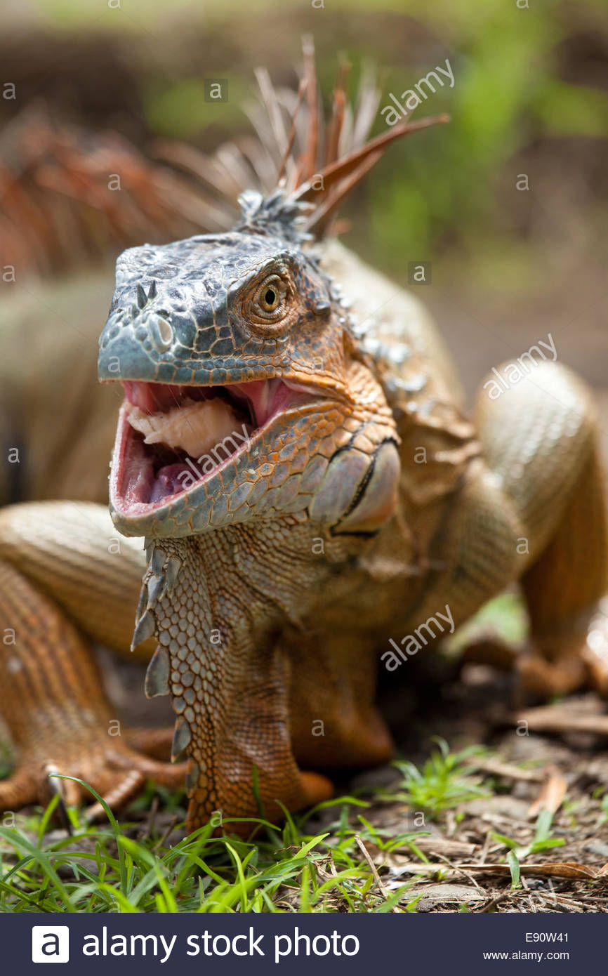 Iguana Eating High Resolution Stock Photography and Images - Alamy