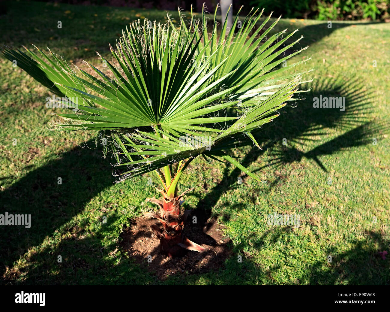 Washingtonia filifera hi-res stock photography and images - Alamy