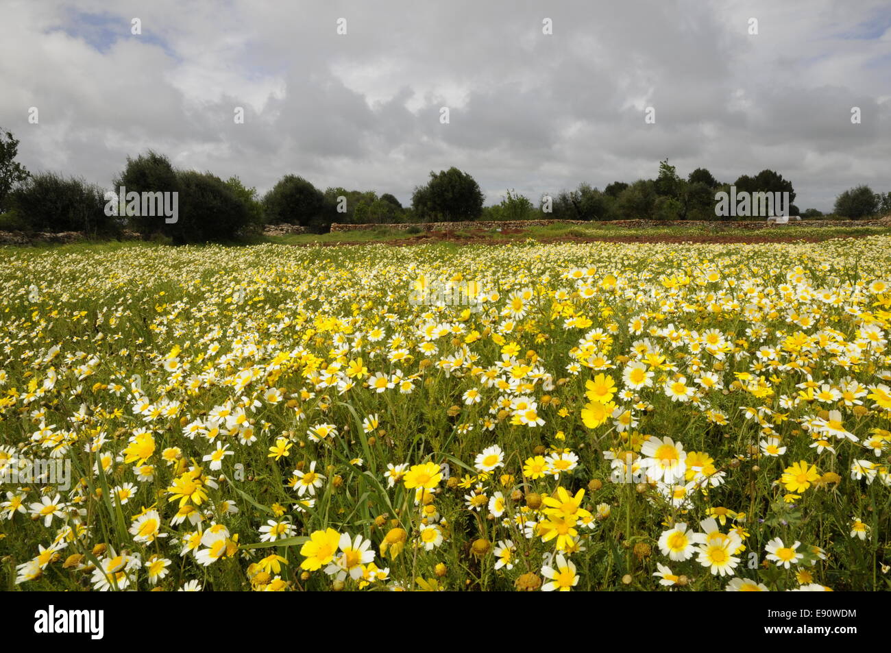 Flowers on Mallorca Stock Photo - Alamy