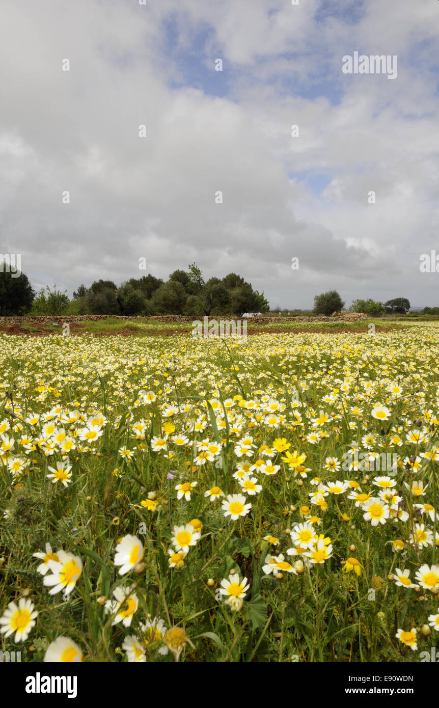 Flowers on Mallorca Stock Photo - Alamy