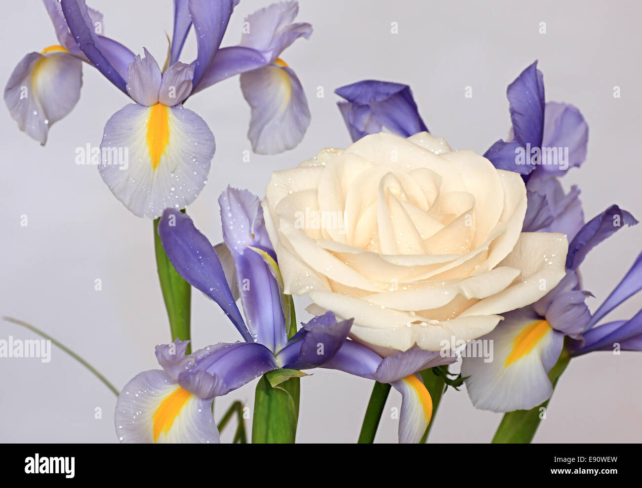 Rose and iris Stock Photo - Alamy