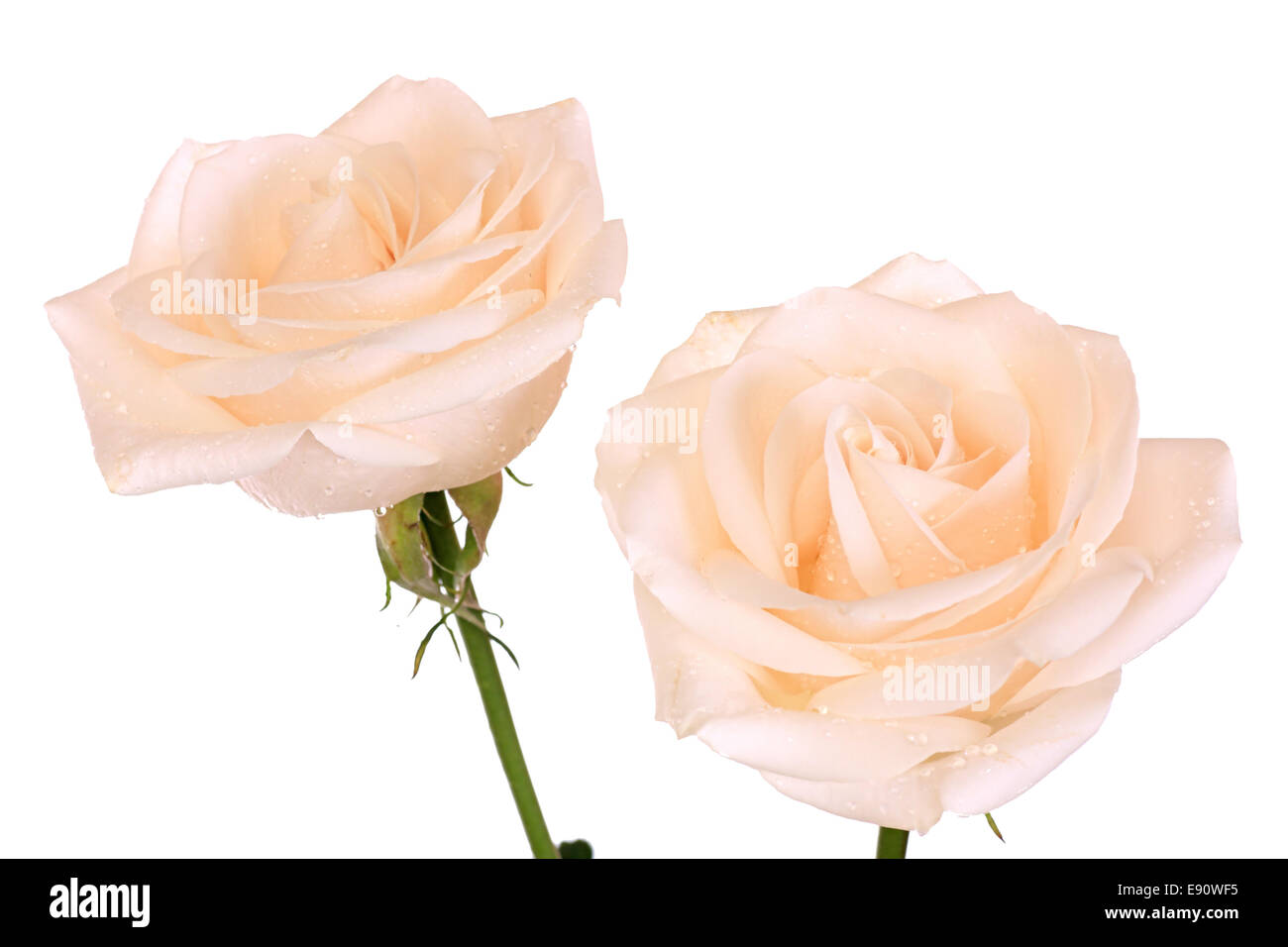 With two roses Cut Out Stock Images & Pictures - Alamy