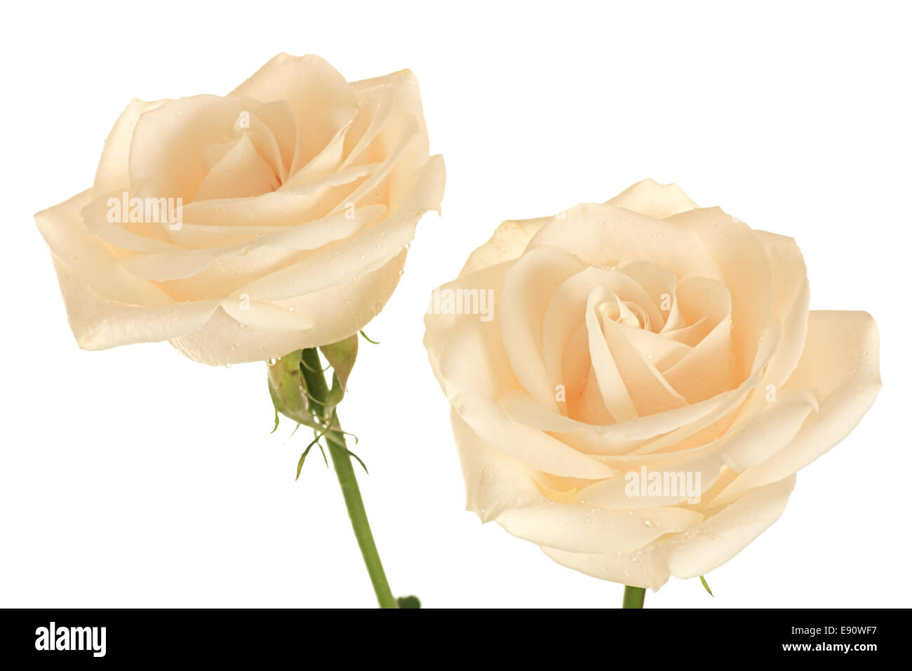 With two roses Cut Out Stock Images & Pictures - Alamy