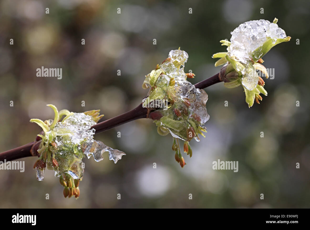 Ice covered branch buds hi-res stock photography and images - Alamy