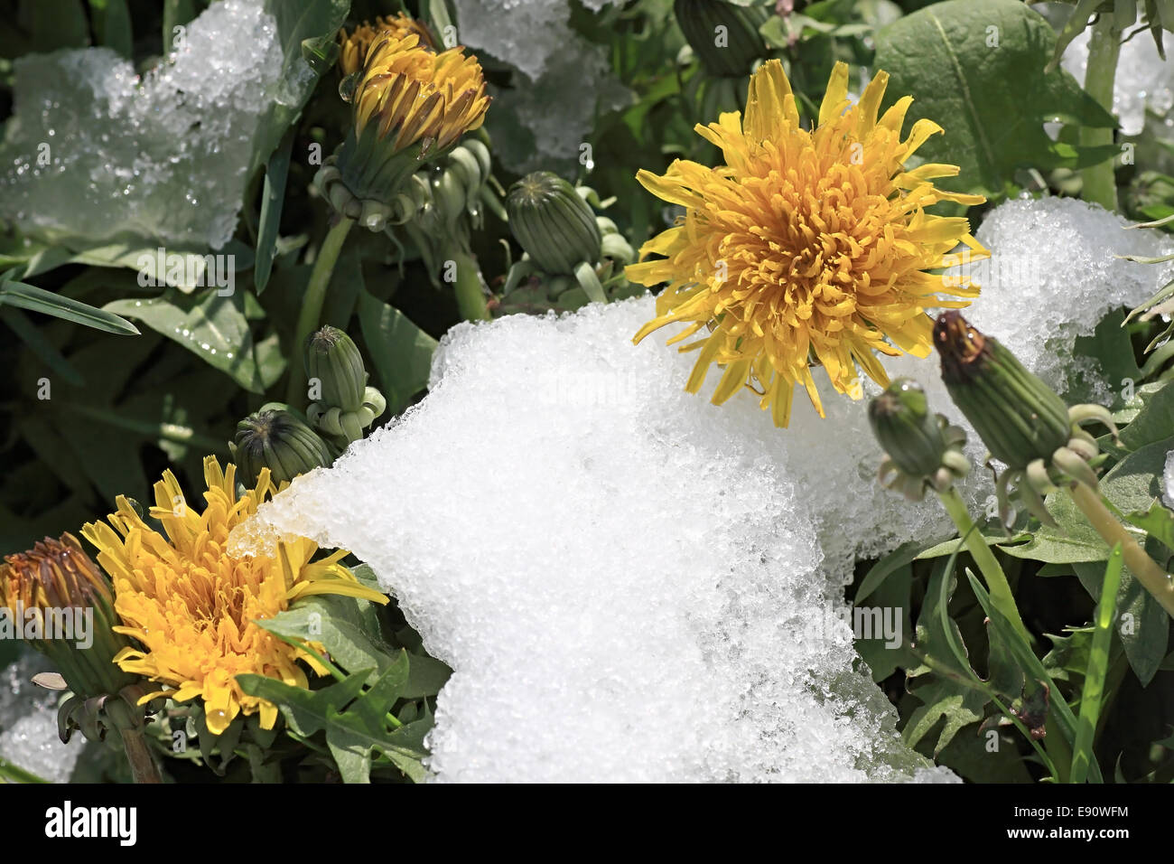 Flowering dandelion and snow Stock Photo - Alamy