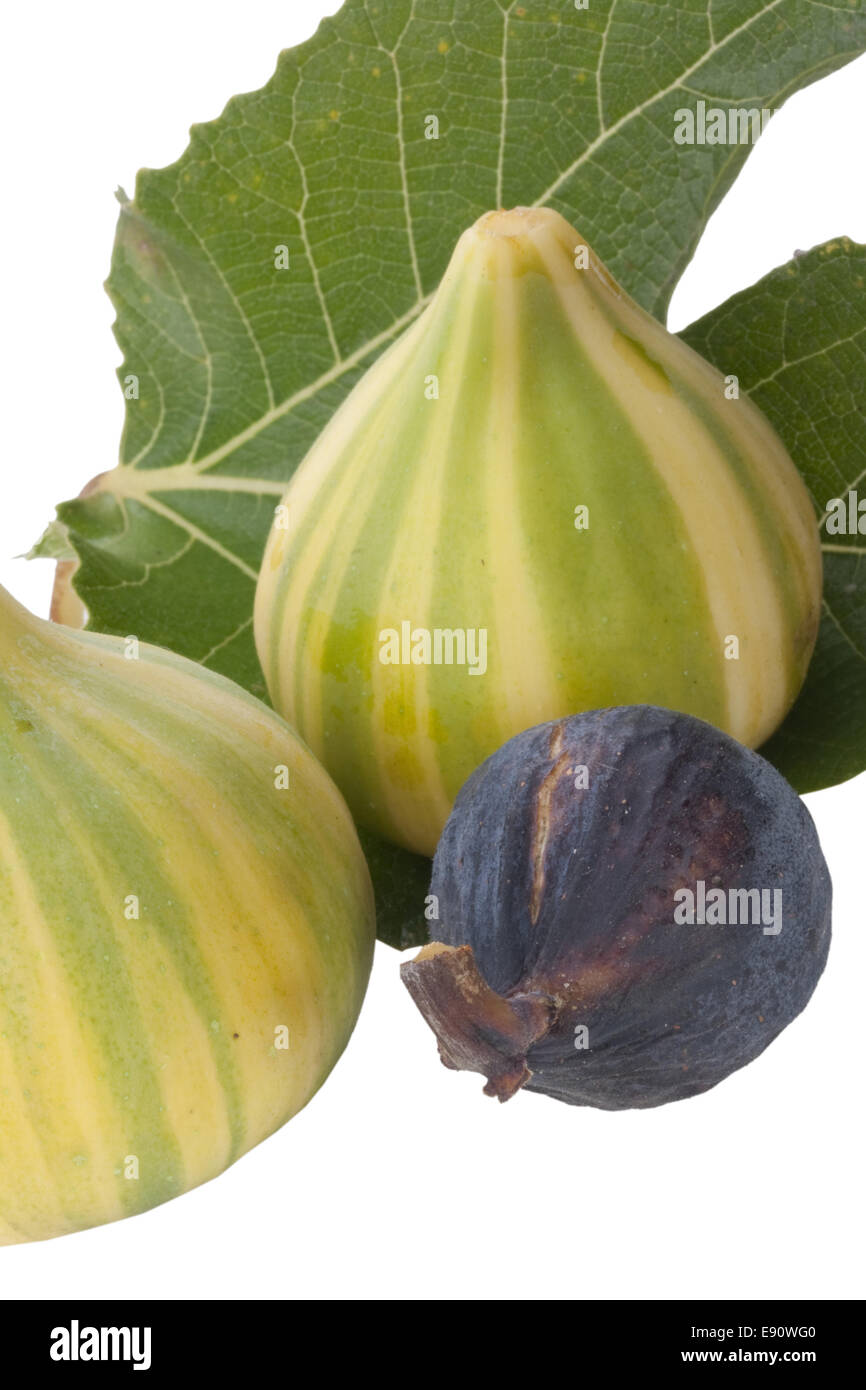 Ripe fruits of a fig Stock Photo - Alamy