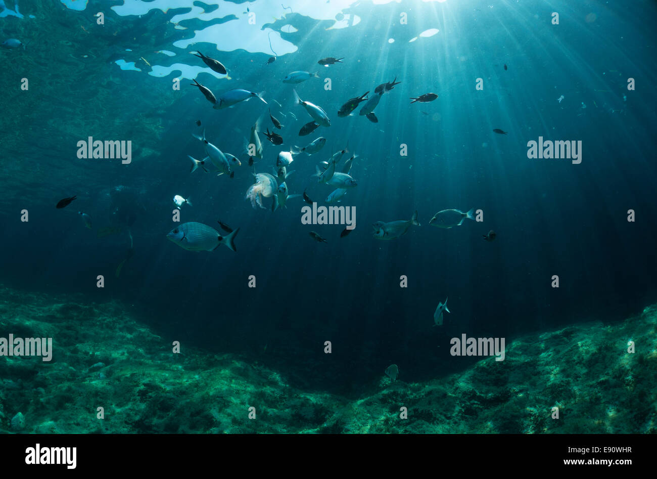 Rays fish hi-res stock photography and images - Alamy