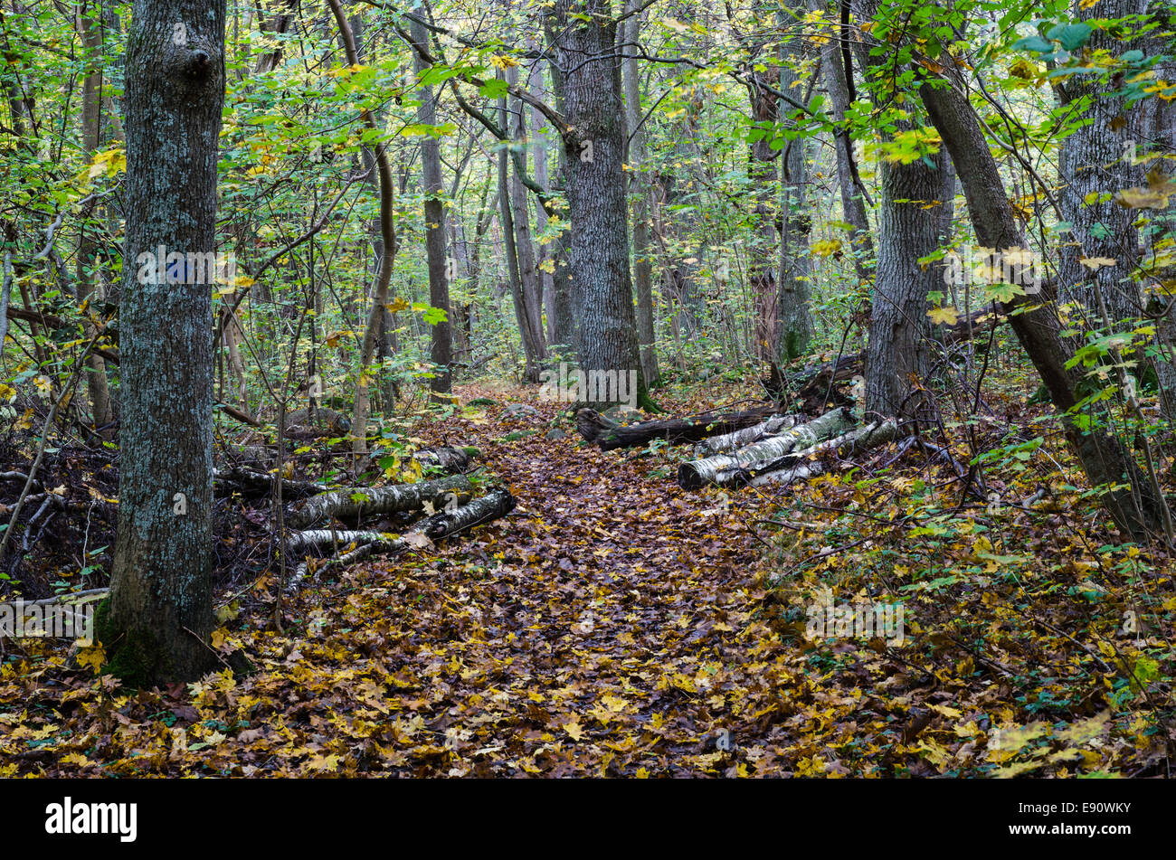 Walking trail in a forest with fall colors Stock Photo - Alamy