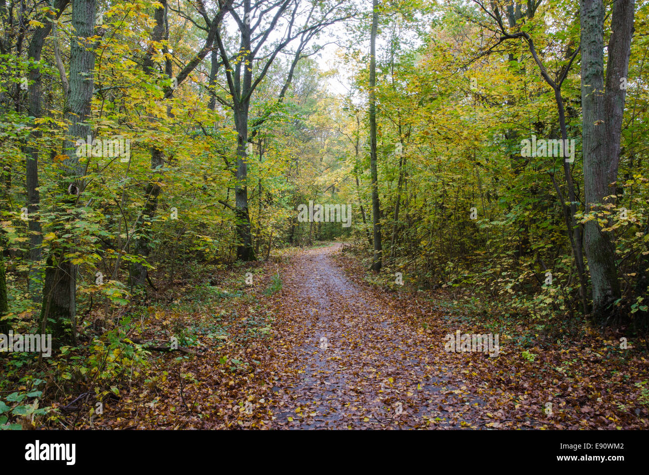 Paved footpath in a forest with autumn colors Stock Photo - Alamy