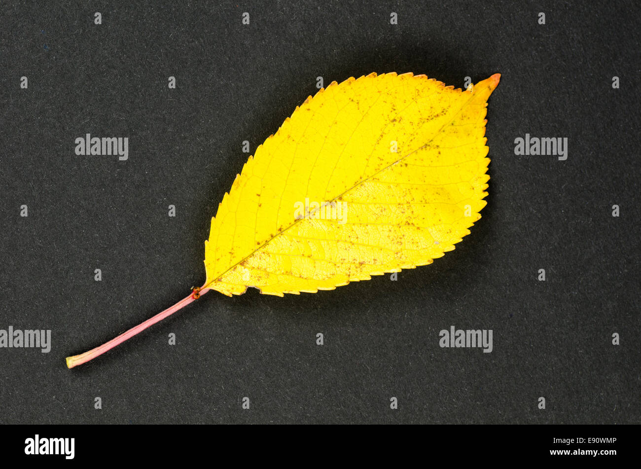 One shiny golden cherry tree leaf in autumn color Stock Photo - Alamy