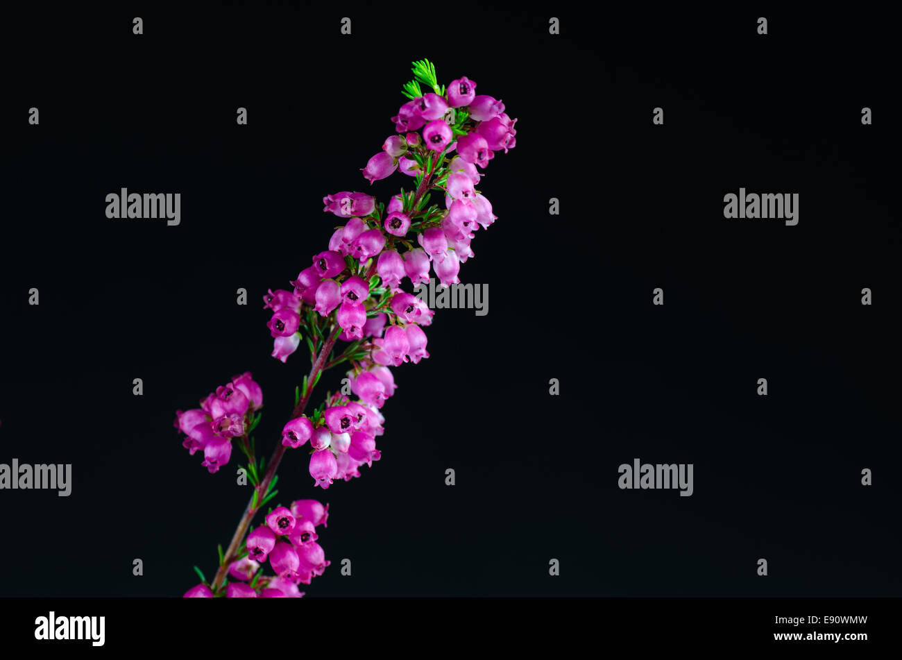 Heather flower hi-res stock photography and images - Alamy
