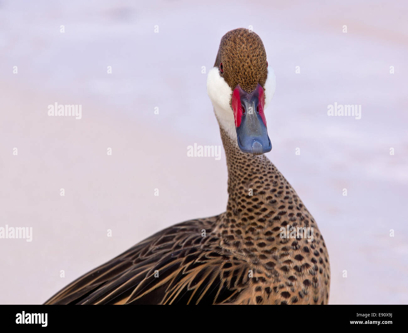 Bahama duck on sandy beach Stock Photo - Alamy