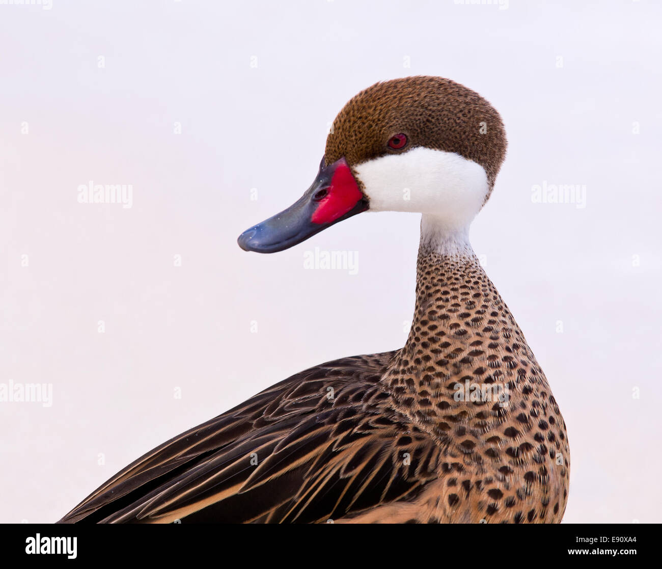 Bahama duck on sandy beach Stock Photo - Alamy