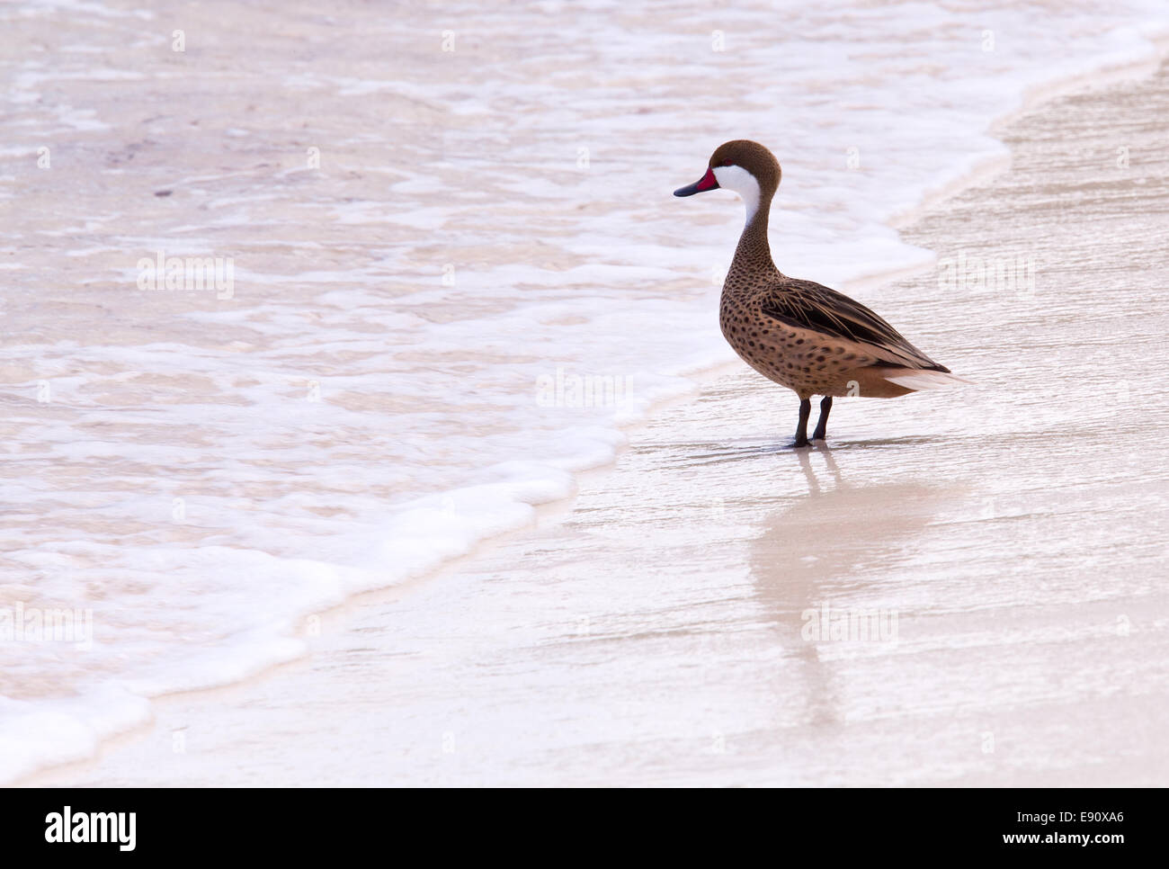 Bahama duck on sandy beach Stock Photo - Alamy