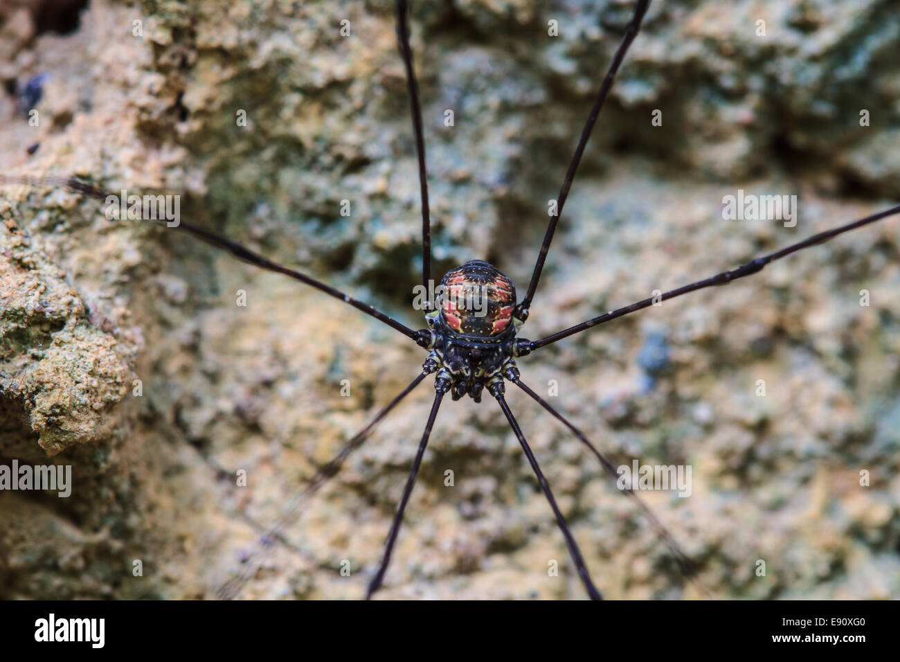 Close up daddy long legs spider hi-res stock photography and images - Alamy