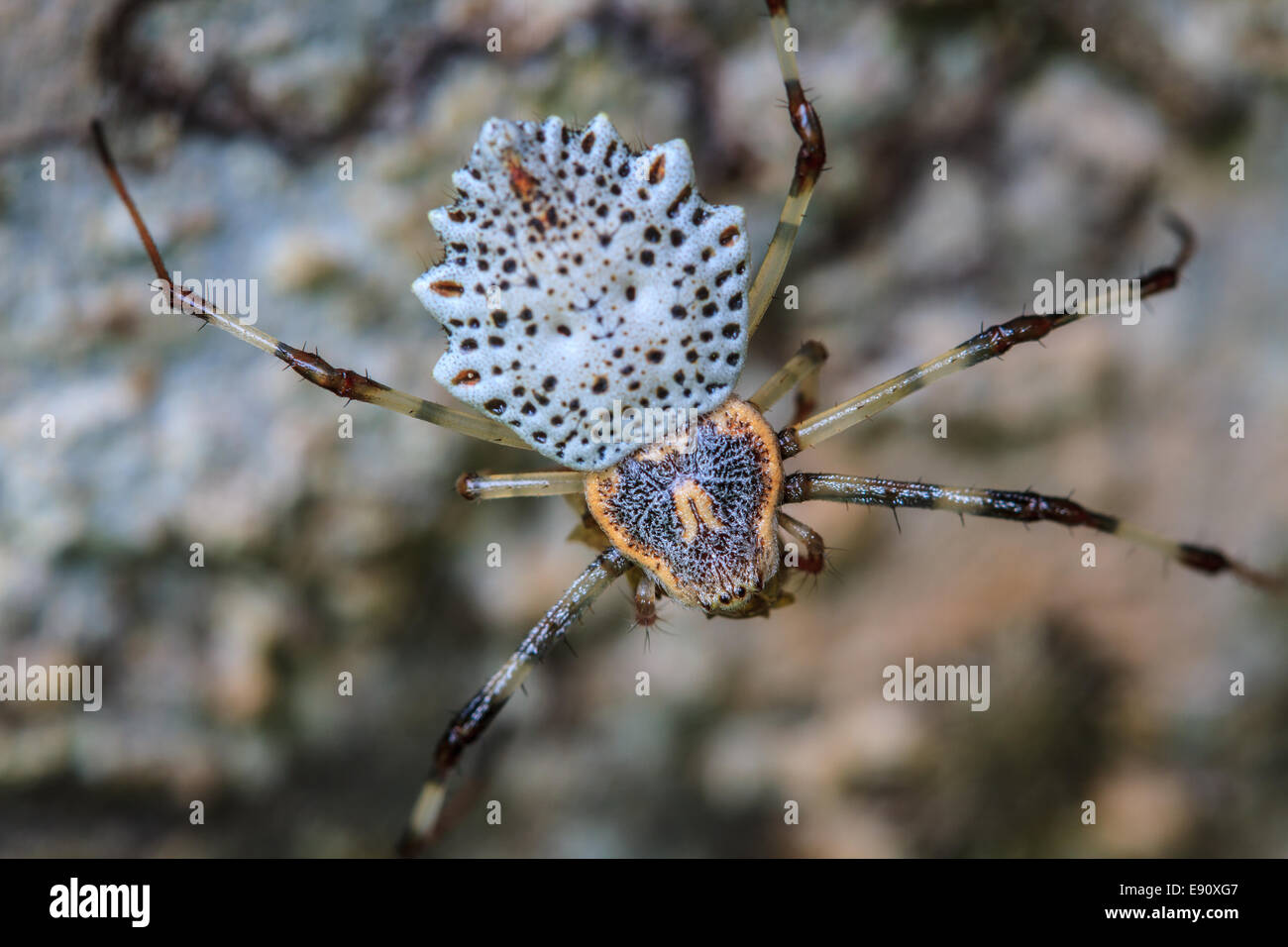 Predator insects hi-res stock photography and images - Alamy