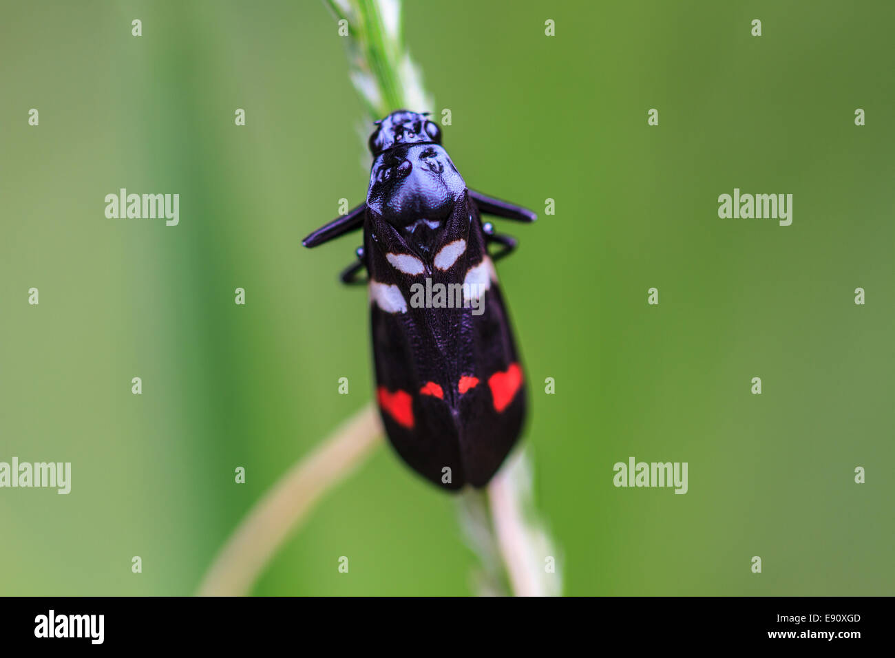 insect on plant, insect in nature background Stock Photo - Alamy