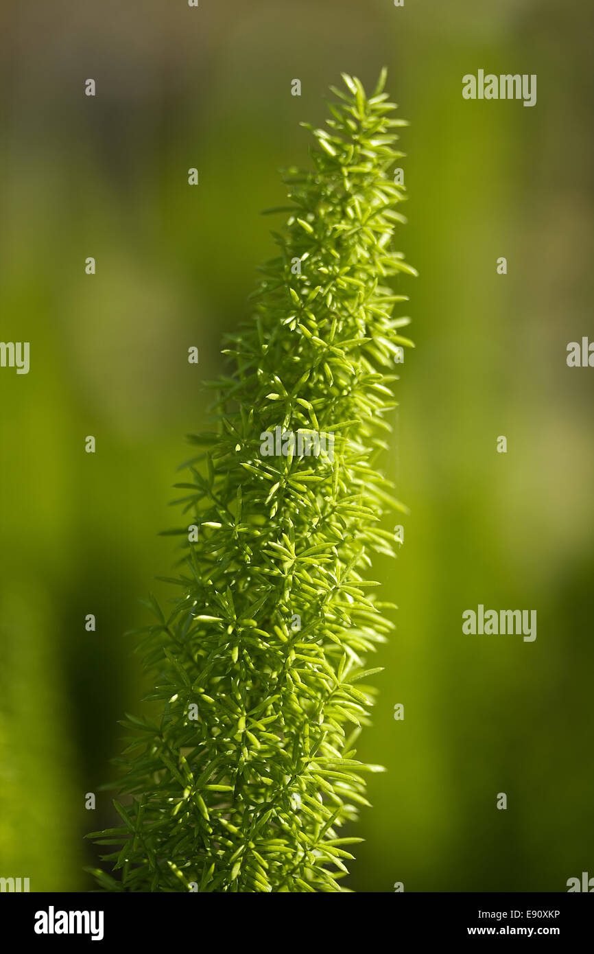 Thin green plant hi-res stock photography and images - Alamy