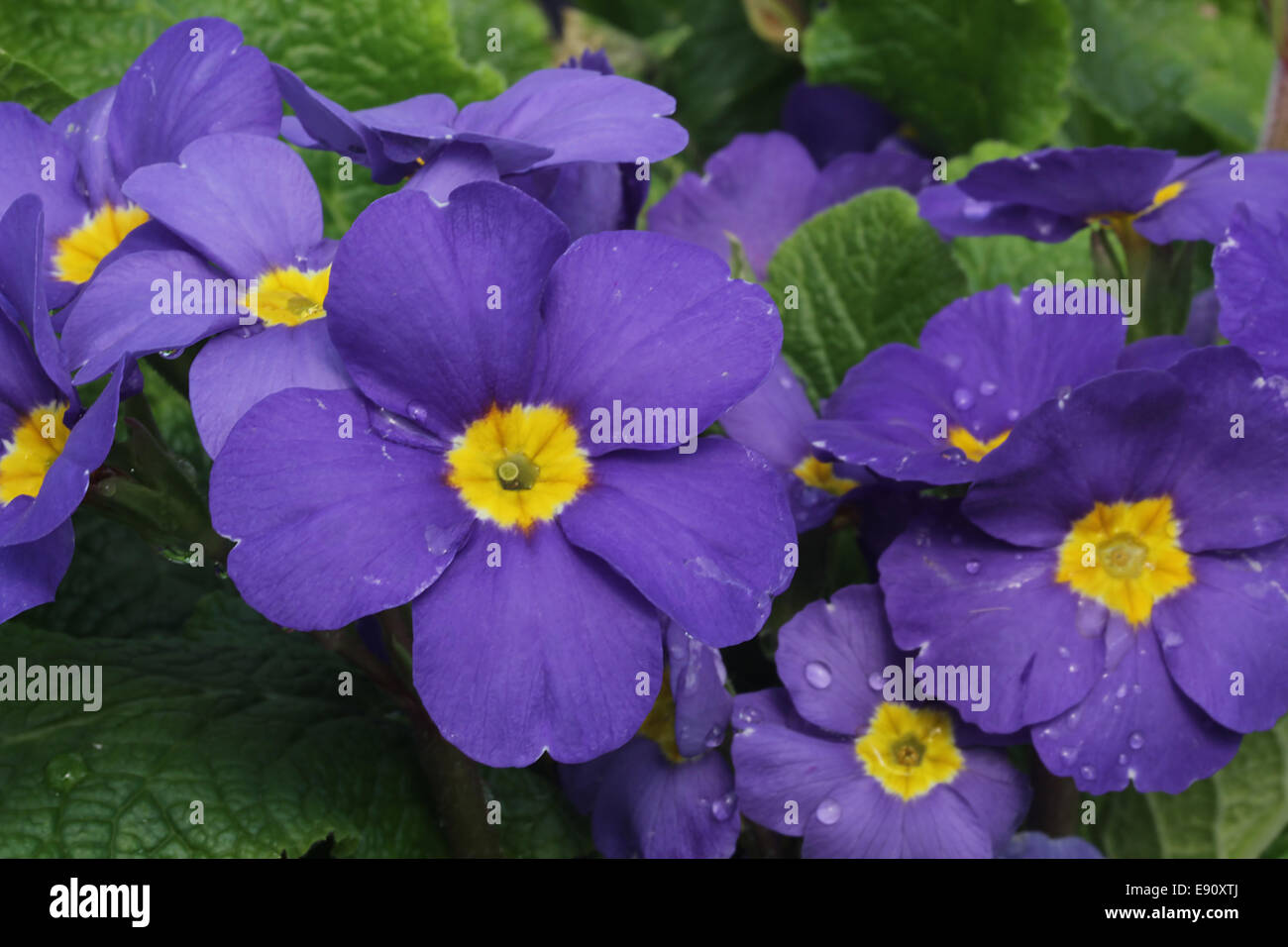 Detailed blue flowers hi-res stock photography and images - Alamy
