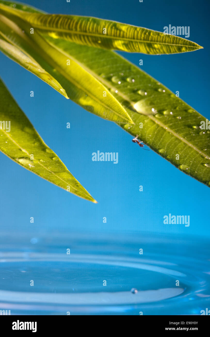 Water drop and ant Stock Photo - Alamy