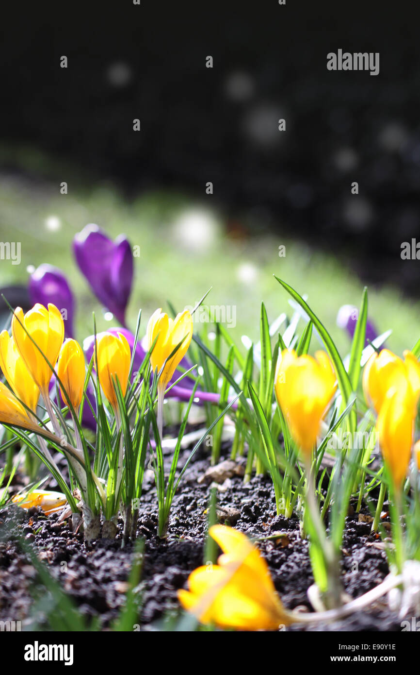 Early Crocus High Resolution Stock Photography and Images - Alamy