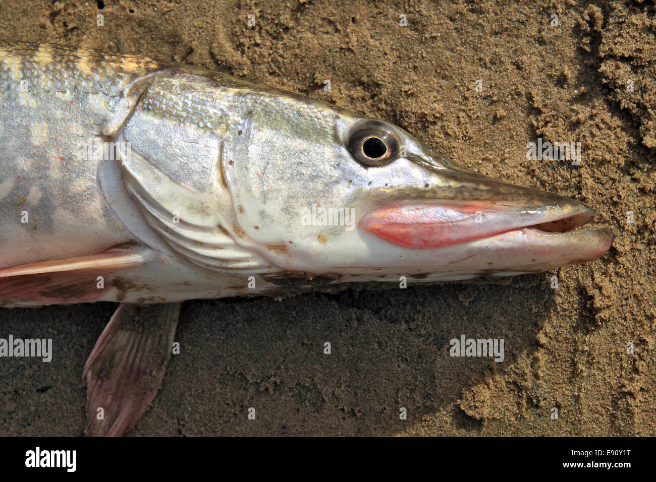 The head of northern pike Stock Photo - Alamy