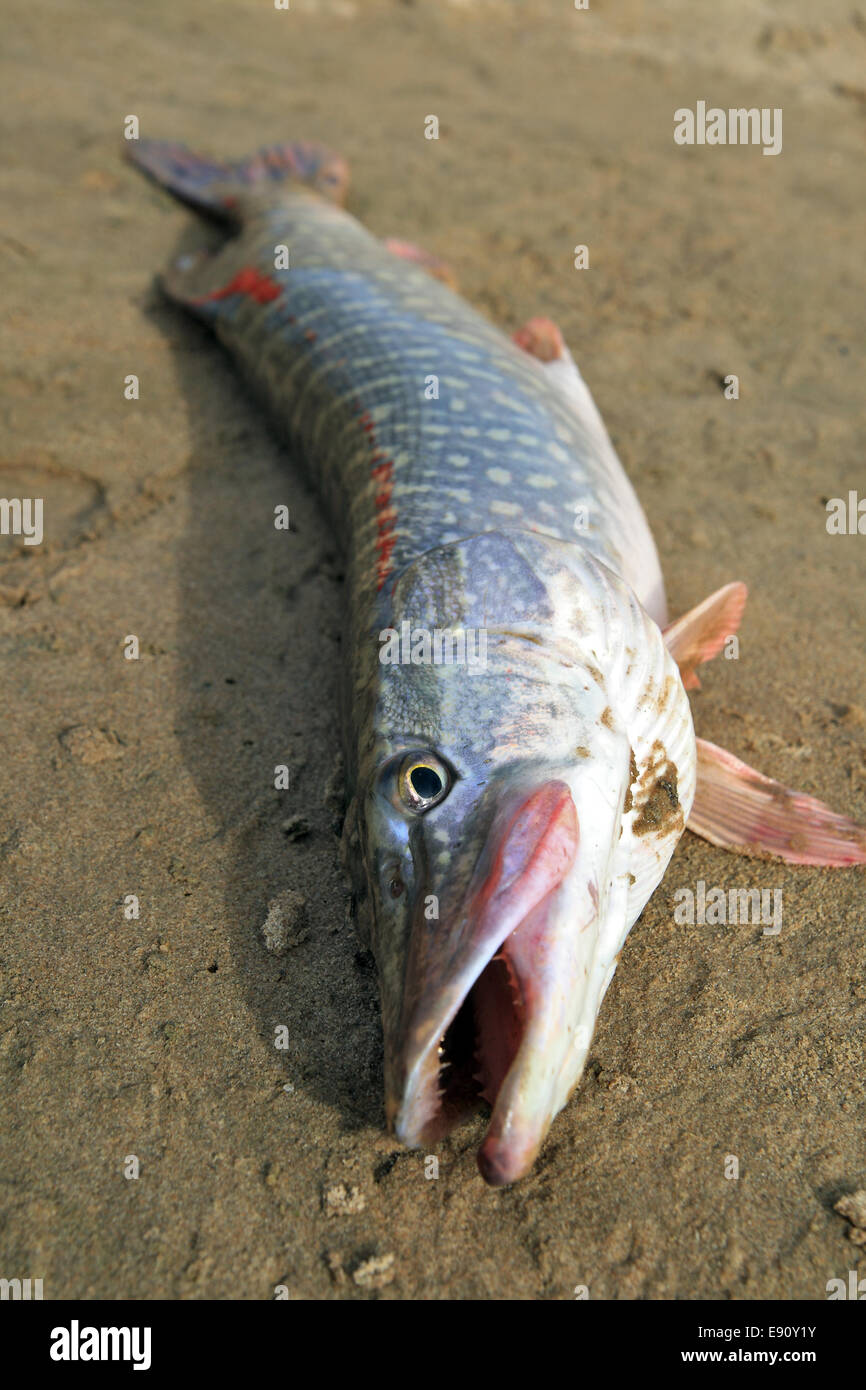 Pike teeth hi-res stock photography and images - Alamy