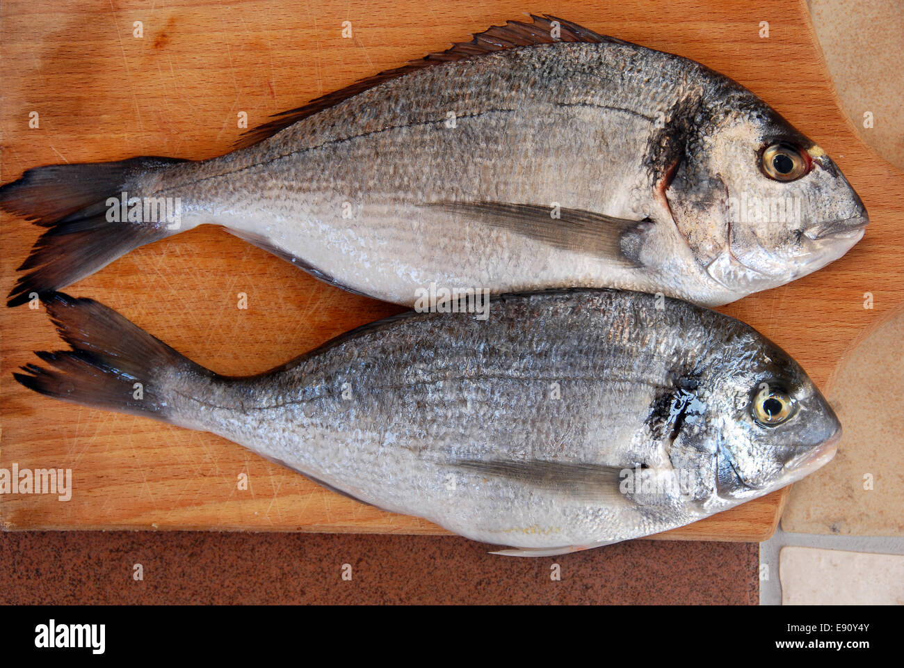 Two gilthead fish Stock Photo - Alamy