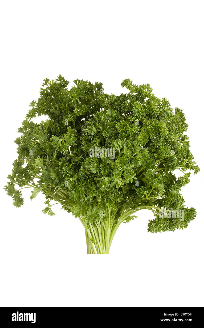Curly parsley plant hi-res stock photography and images - Alamy
