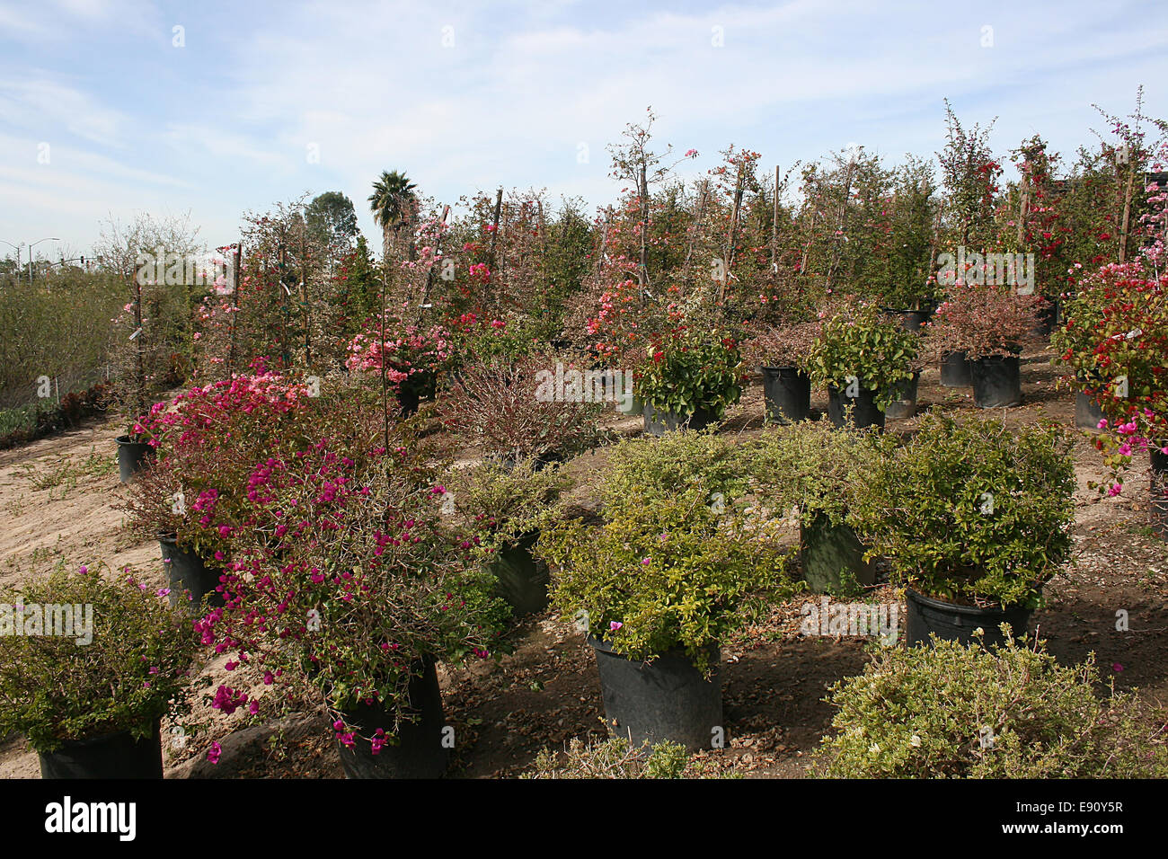 Variety of Plants Stock Photo - Alamy