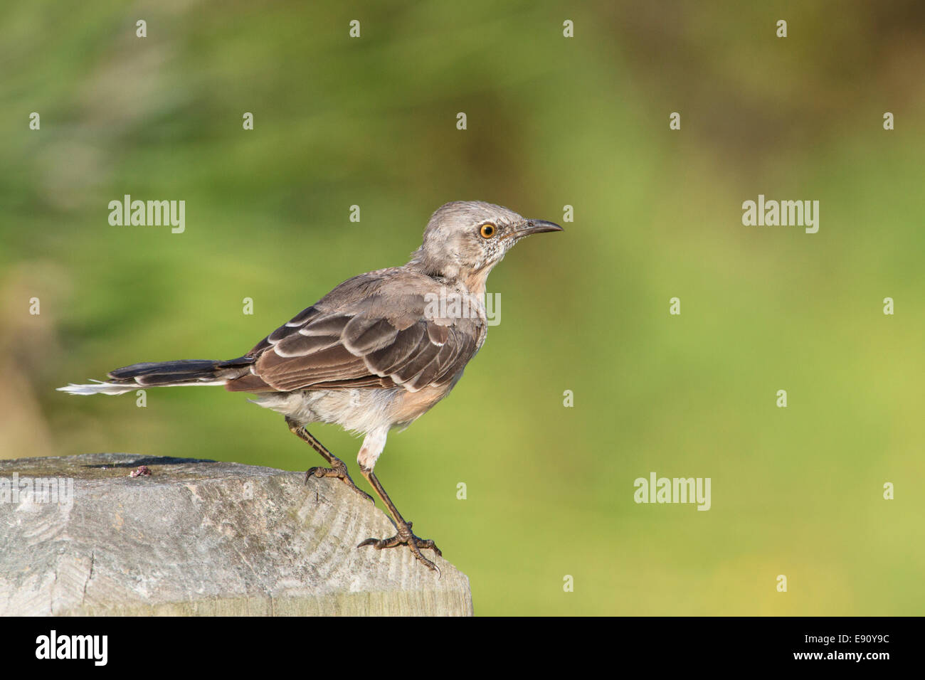 Mimus polyglottos avian hi-res stock photography and images - Alamy