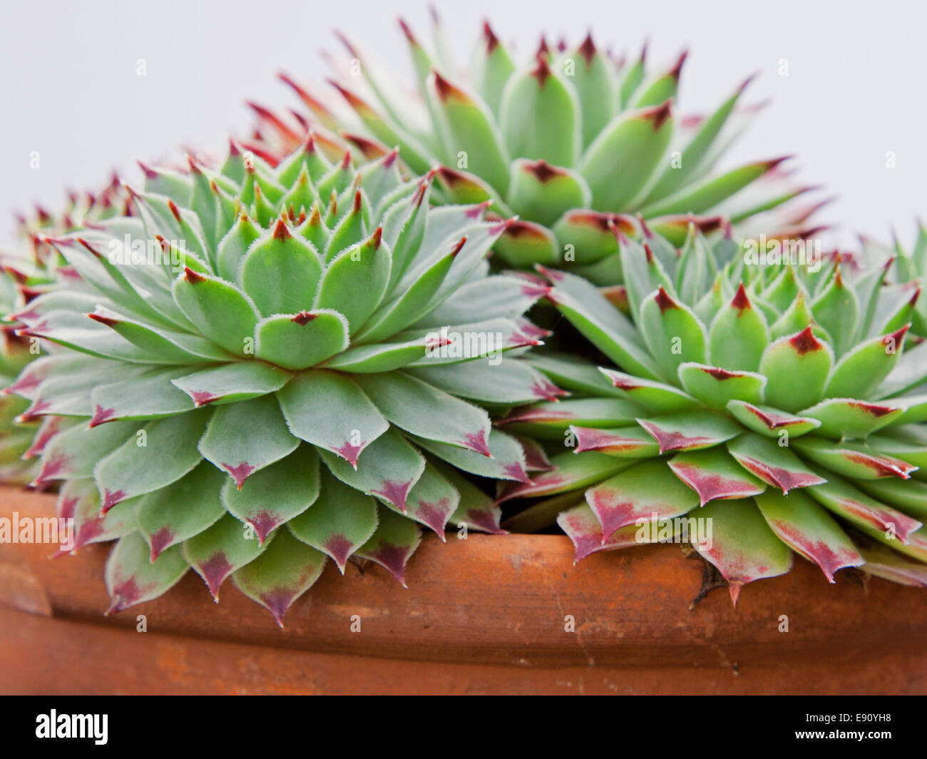 Sempervivum plants outgrowing their container Stock Photo - Alamy