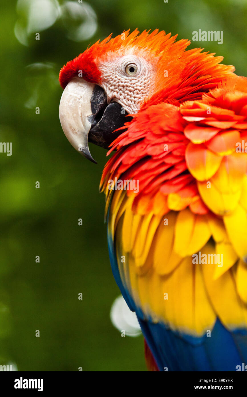 Hellroter ara hi-res stock photography and images - Alamy