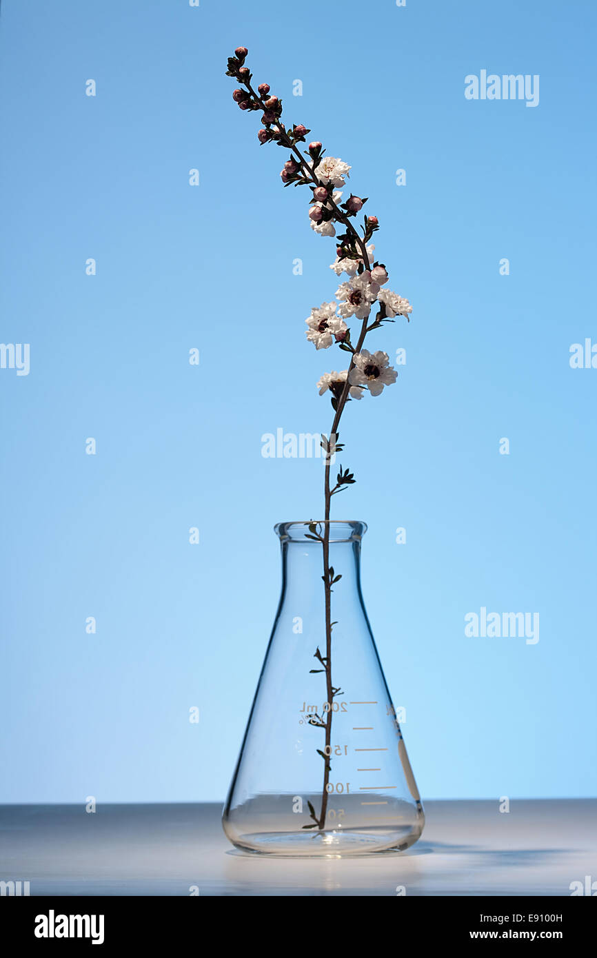 Tea laboratory hi-res stock photography and images - Alamy