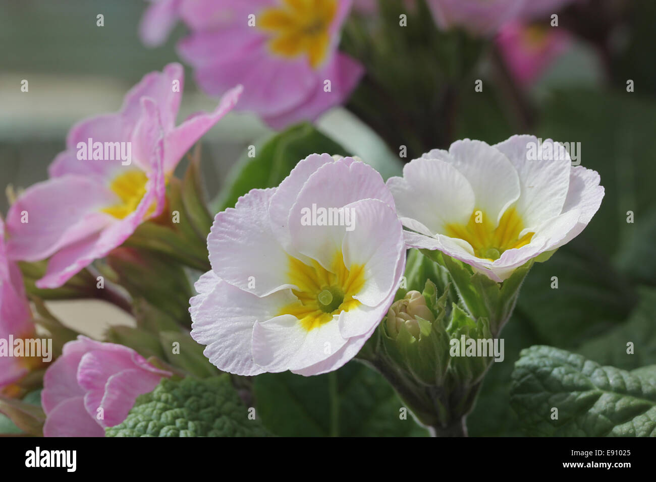 Detailed white flowers hi-res stock photography and images - Alamy