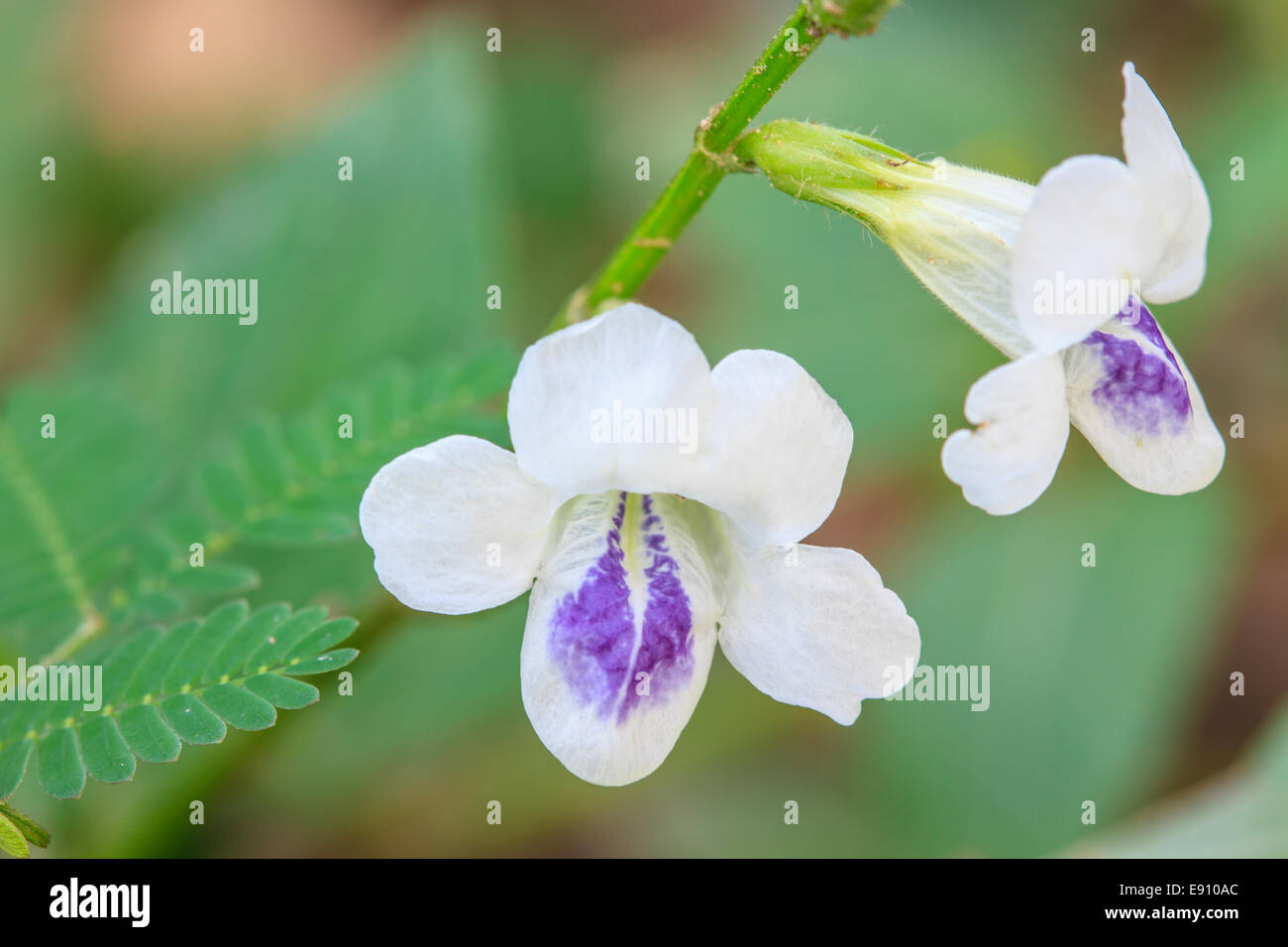 beautiful wild flower in forest, nature background Stock Photo - Alamy