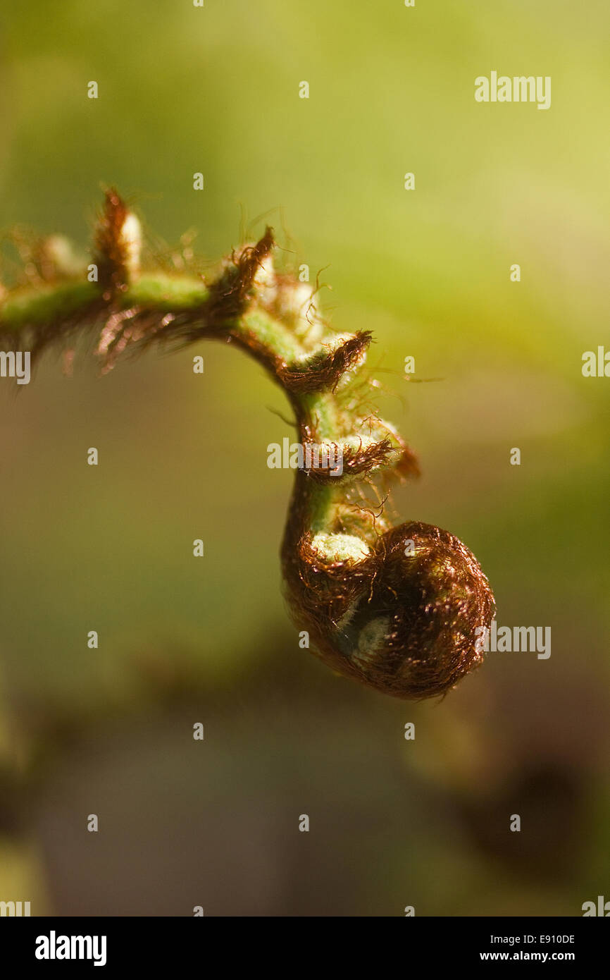 Fern swirl hi-res stock photography and images - Alamy