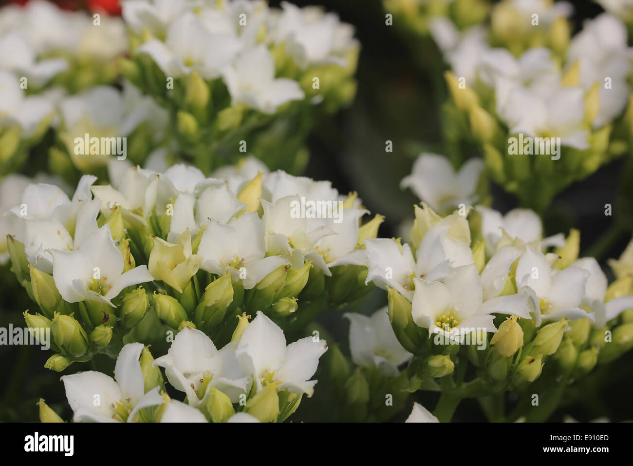 Detailed white flowers hi-res stock photography and images - Alamy