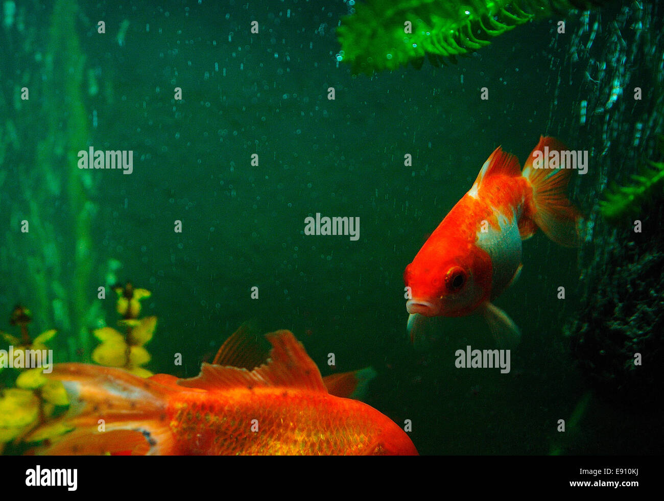 Aquarium house hi-res stock photography and images - Alamy