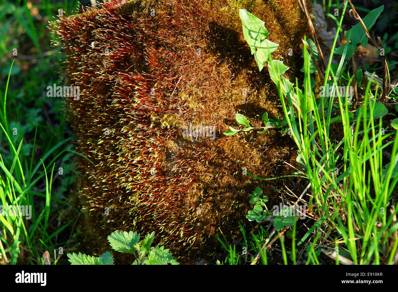 Moss on a tree stump Stock Photo - Alamy
