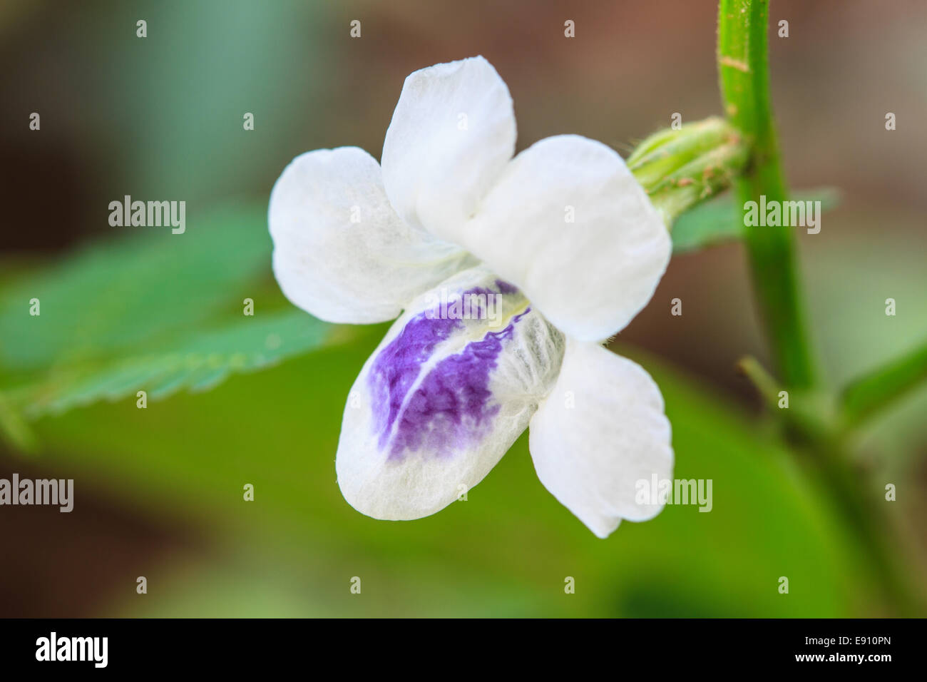 beautiful wild flower in forest, nature background Stock Photo - Alamy